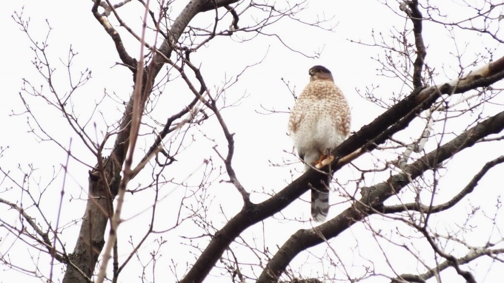 A Coopers Hawk sighting in Goldhawk Park in Toronto