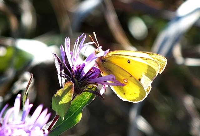 Clouded Sulphur Butterfly at Lynde Shores Conservation Area
