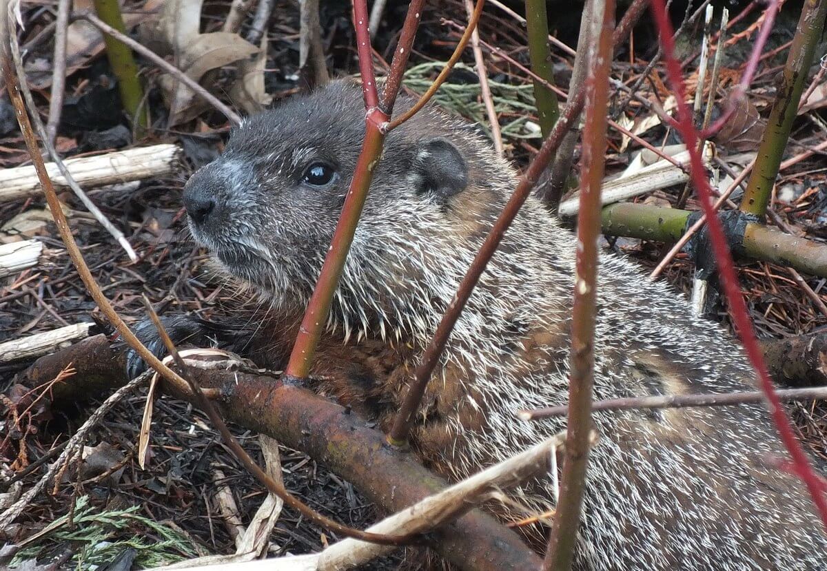 A groundhog explores the marsh at Milliken Park