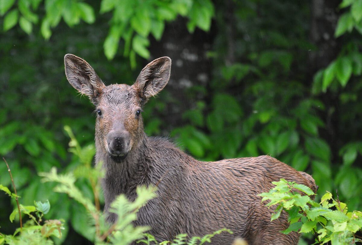 Baby Moose With Its Mother In Algonquin Park