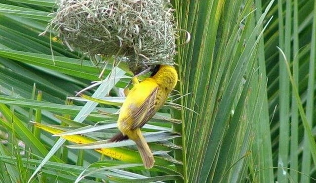 Lesser Masked Weavers In Kruger National Park - Frame To Frame - Bob ...