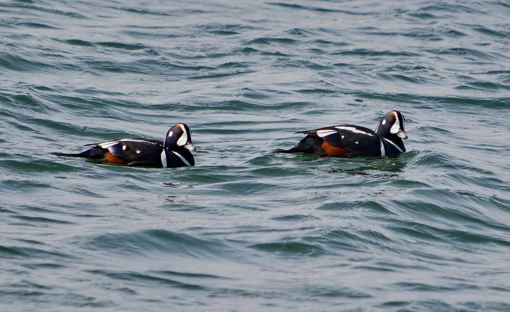 Harlequin Ducks Fishing In Lake Ontario - Frame To Frame - Bob and Jean