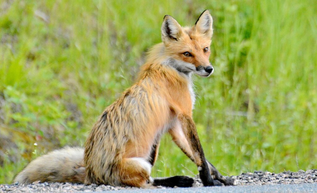 Red Fox Moment - Frame To Frame - Bob and Jean