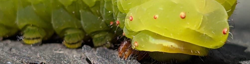 Luna Moth Caterpillar On The Move - Frame To Frame - Bob and Jean
