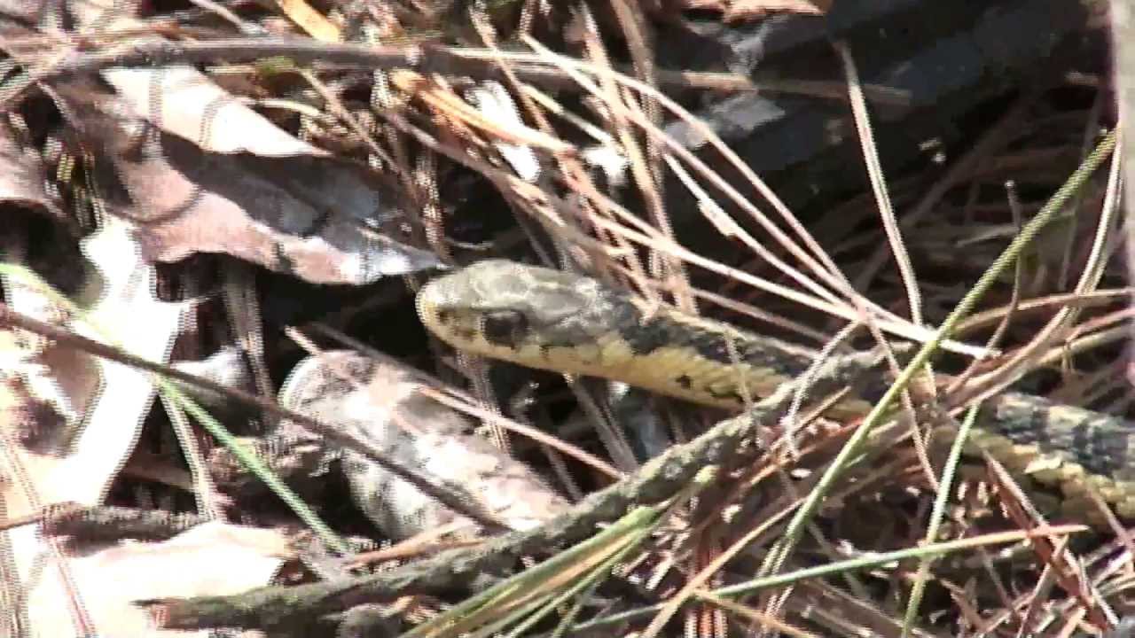 Eastern Garter Snakes in Whitby's Thickson's Woods