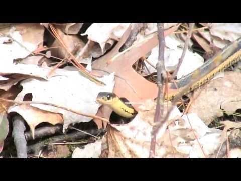 Eastern Garter Snakes in Whitby's Thickson's Woods